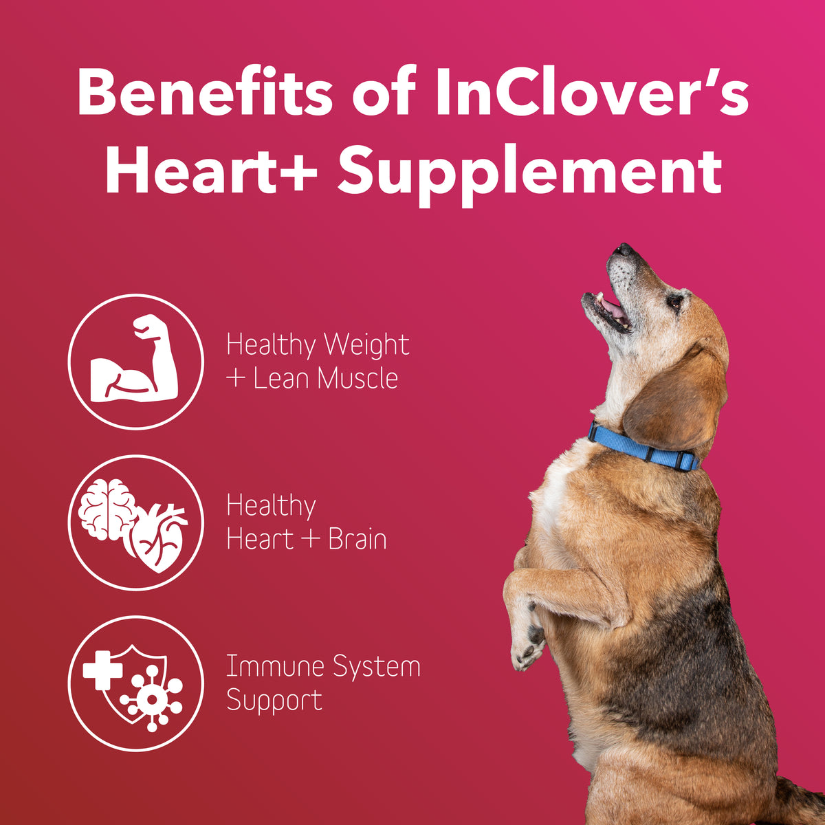 Heart+ Supplement for Dogs + Cats (BioVibrant) – InClover Research