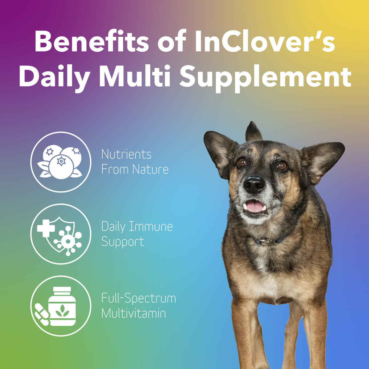 Daily Multi – Multivitamin Supplement for Dogs + Cats – InClover Research